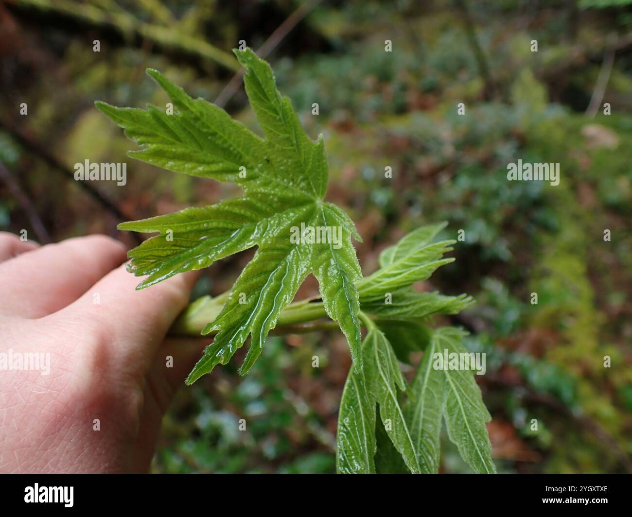 bigleaf maple (Acer macrophyllum Stock Photo - Alamy