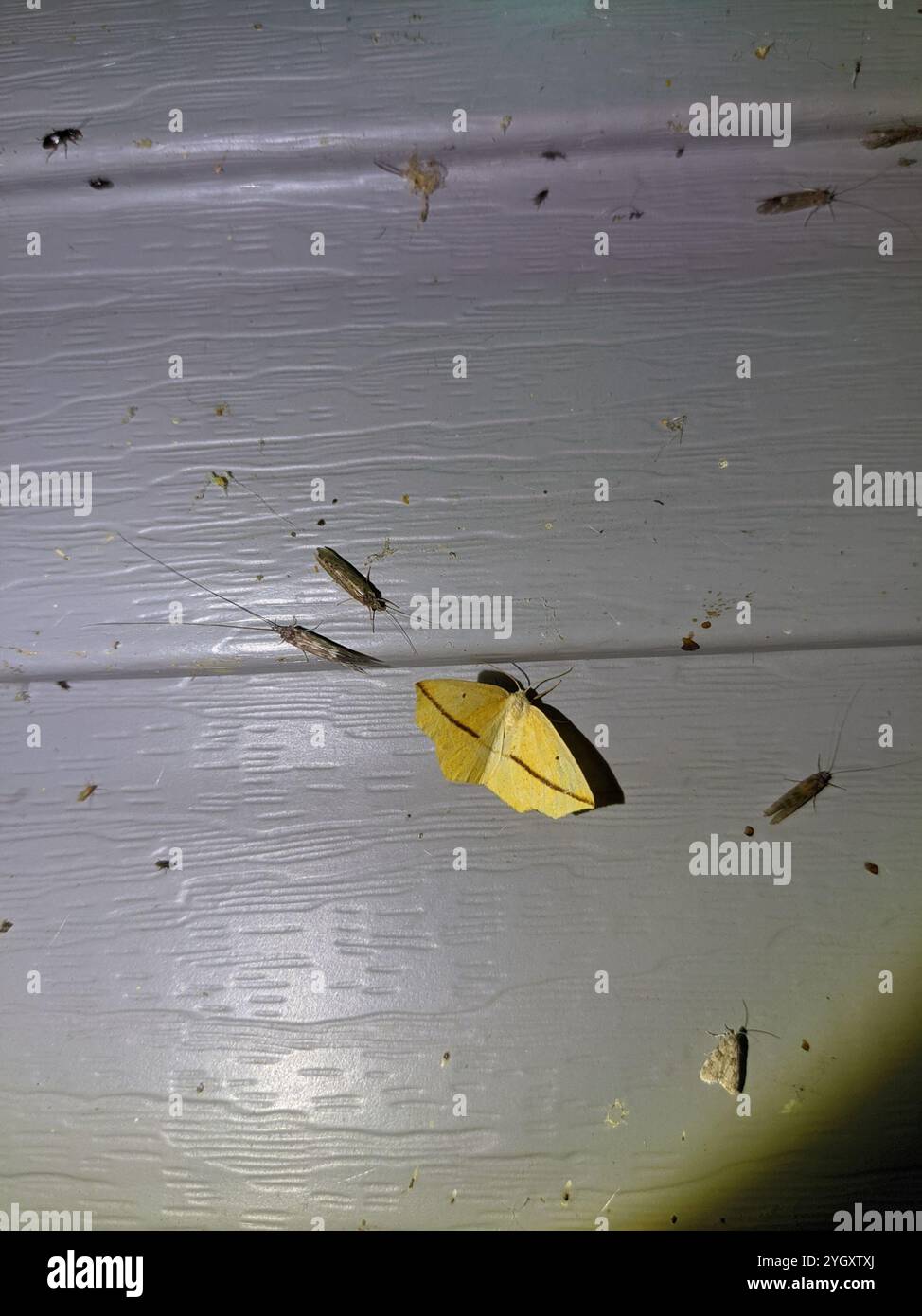 Yellow Slant-line (Tetracis crocallata Stock Photo - Alamy