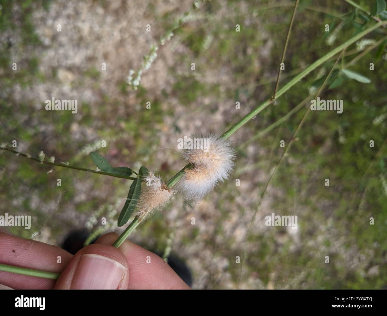 Salt Marsh Moth (Estigmene acrea Stock Photo - Alamy