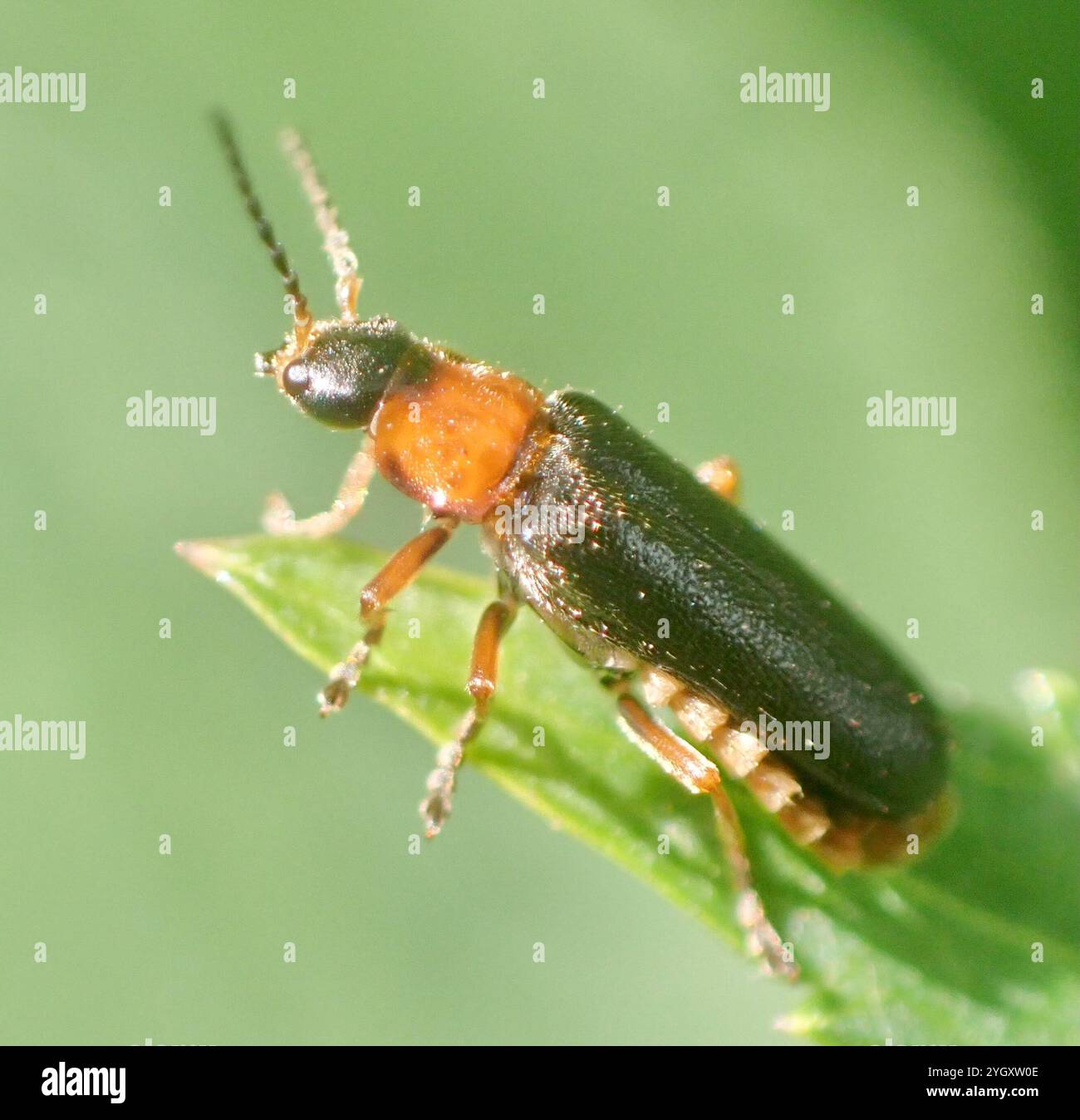 Soldier Beetles (Cantharidae Stock Photo - Alamy