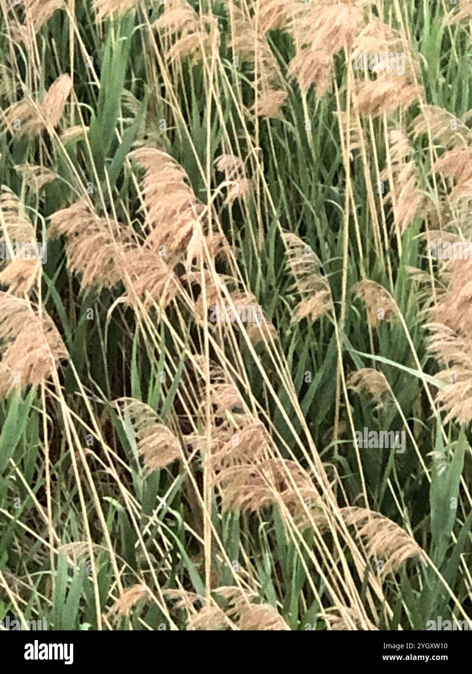 common reed (Phragmites australis Stock Photo - Alamy