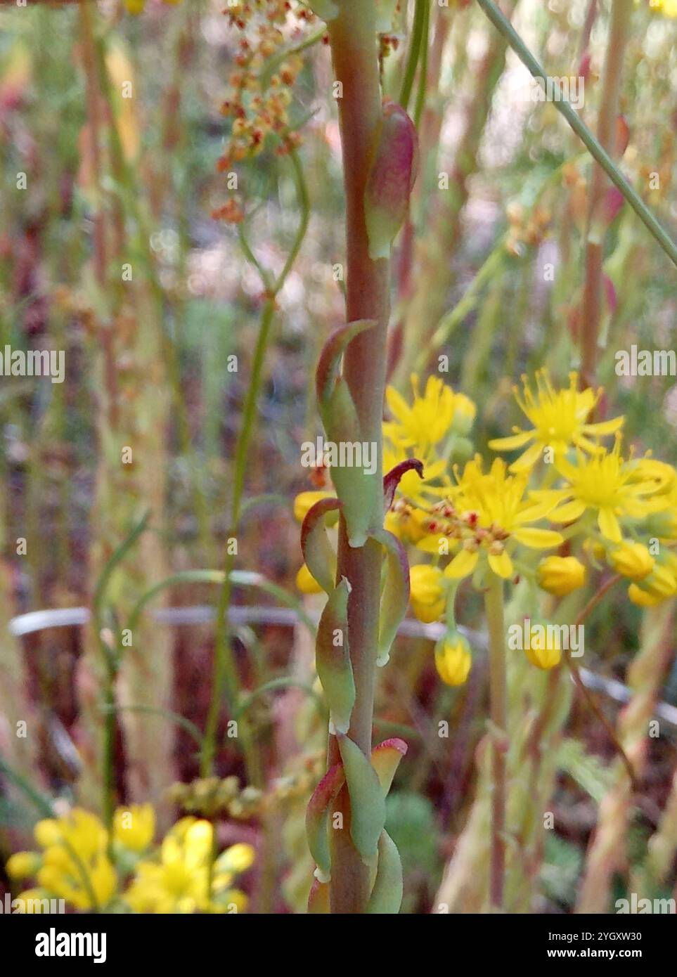 Rock Stonecrop (Petrosedum forsterianum Stock Photo - Alamy