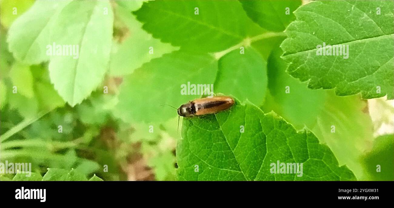 margined click beetle (Dalopius marginatus Stock Photo - Alamy