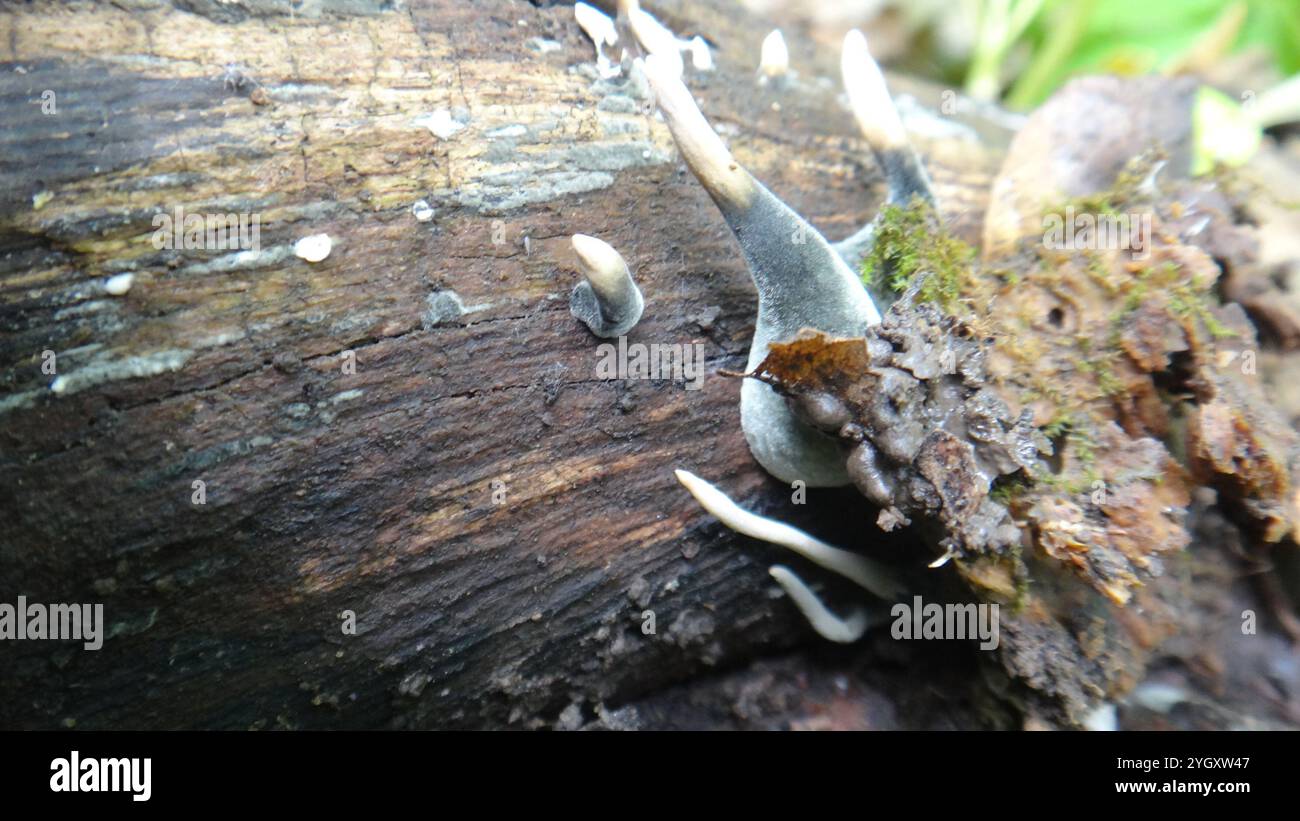 dead man's fingers (Xylaria polymorpha Stock Photo - Alamy