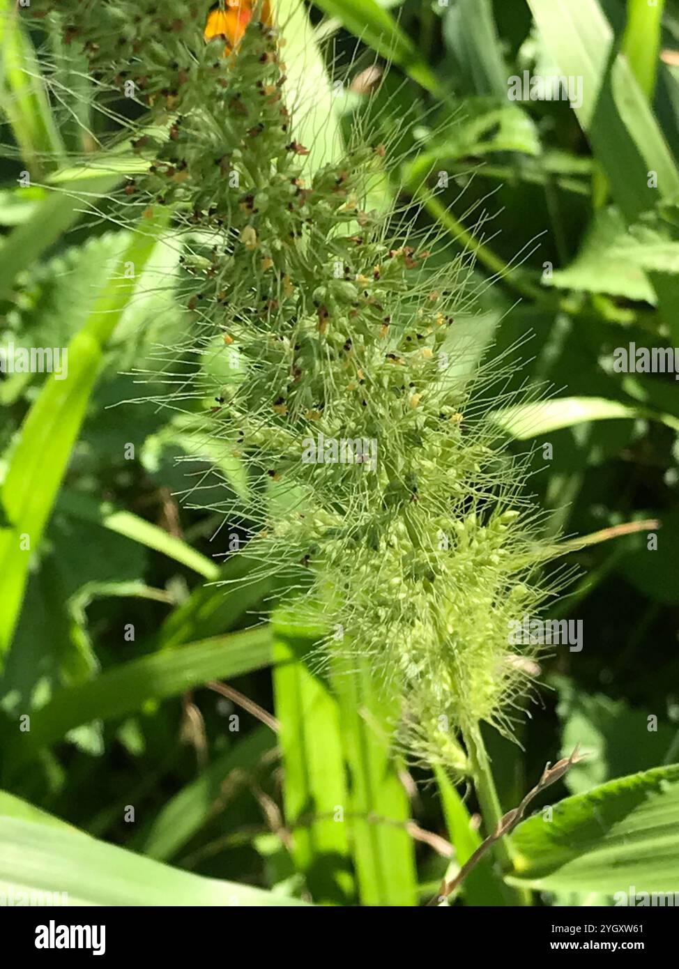 Southwestern Bristlegrass (Setaria scheelei Stock Photo - Alamy
