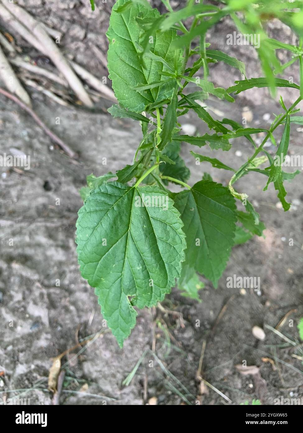Virginia pepperweed (Lepidium virginicum Stock Photo - Alamy