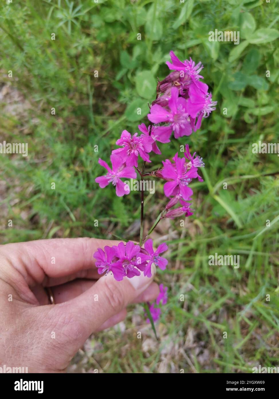Sticky Catchfly (Viscaria vulgaris Stock Photo - Alamy