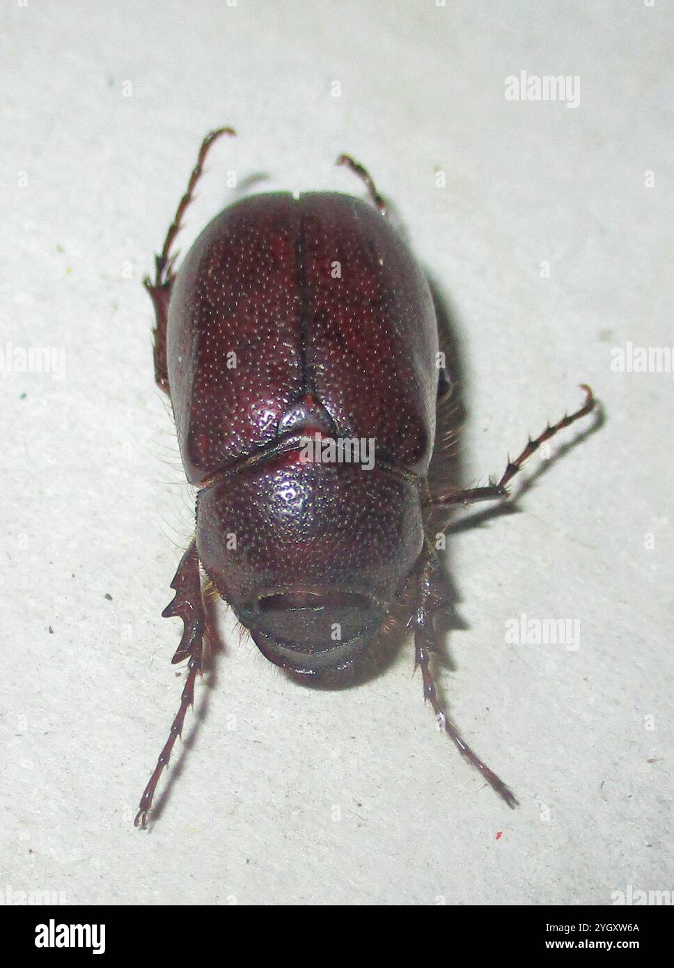 June Beetles (Melolonthinae Stock Photo - Alamy