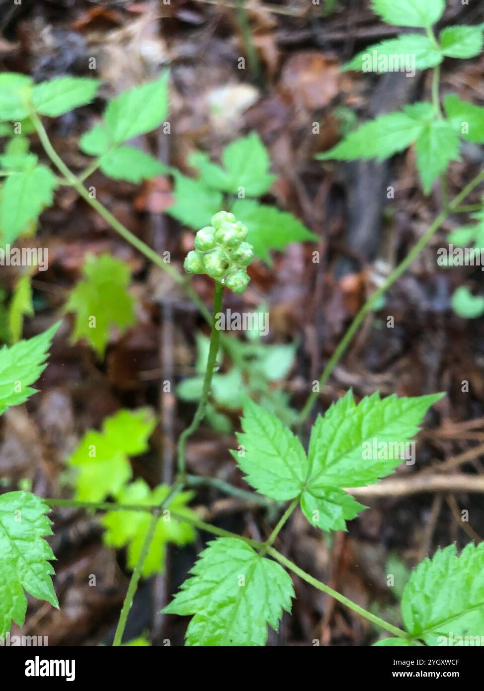 baneberries and cohoshes (Actaea Stock Photo - Alamy