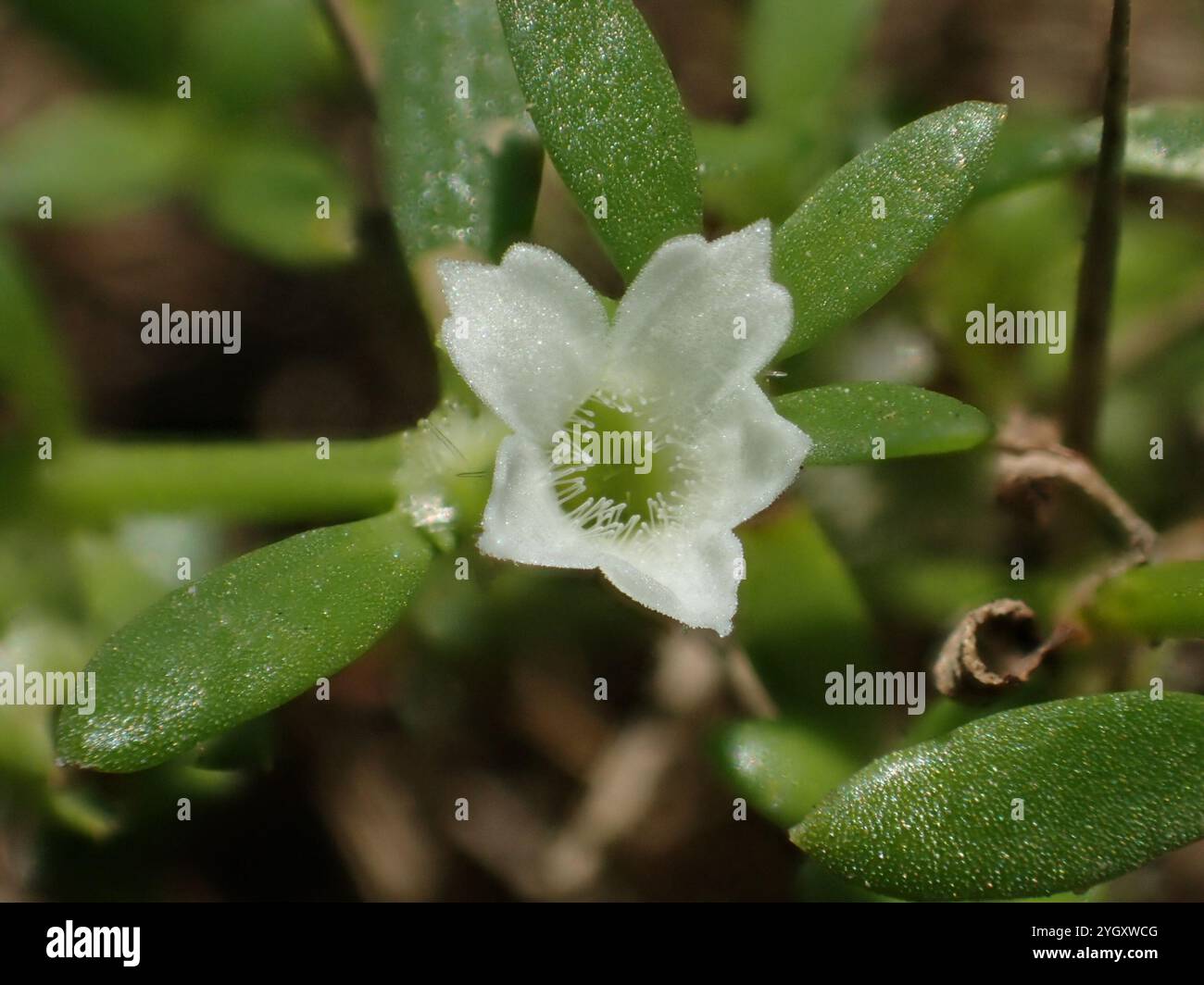 Creeping Dentella (Dentella repens Stock Photo - Alamy