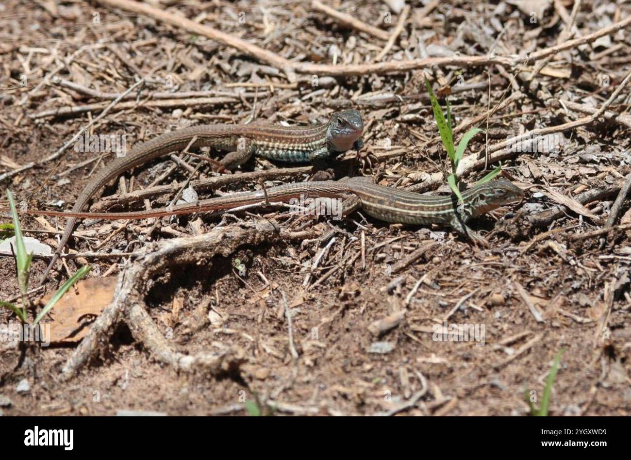 Common Spotted Whiptail (Aspidoscelis gularis Stock Photo - Alamy