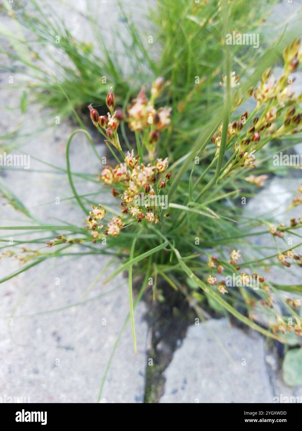 Flattened Rush (Juncus compressus Stock Photo - Alamy
