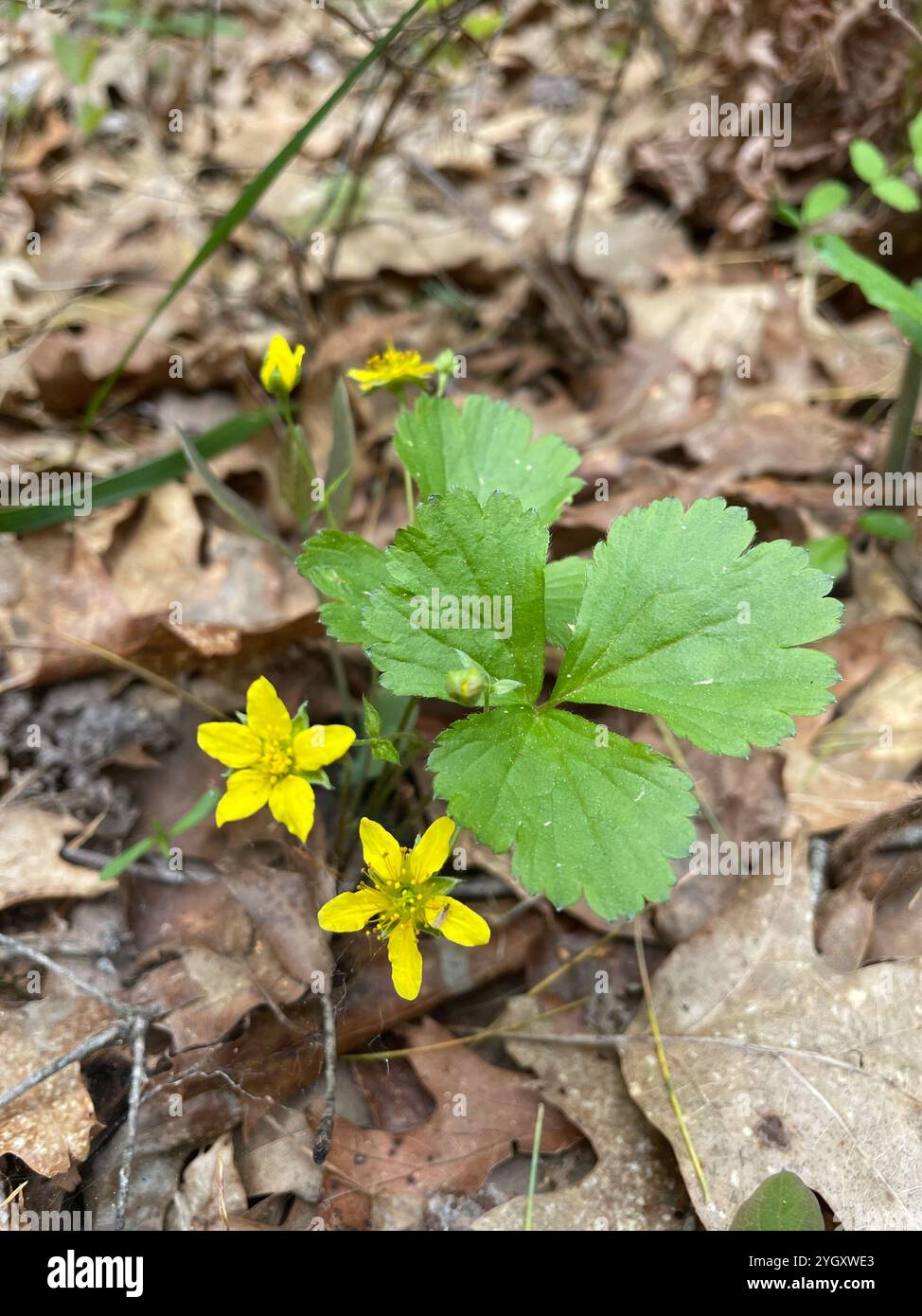 Appalachian barren-strawberry (Waldsteinia fragarioides Stock Photo - Alamy