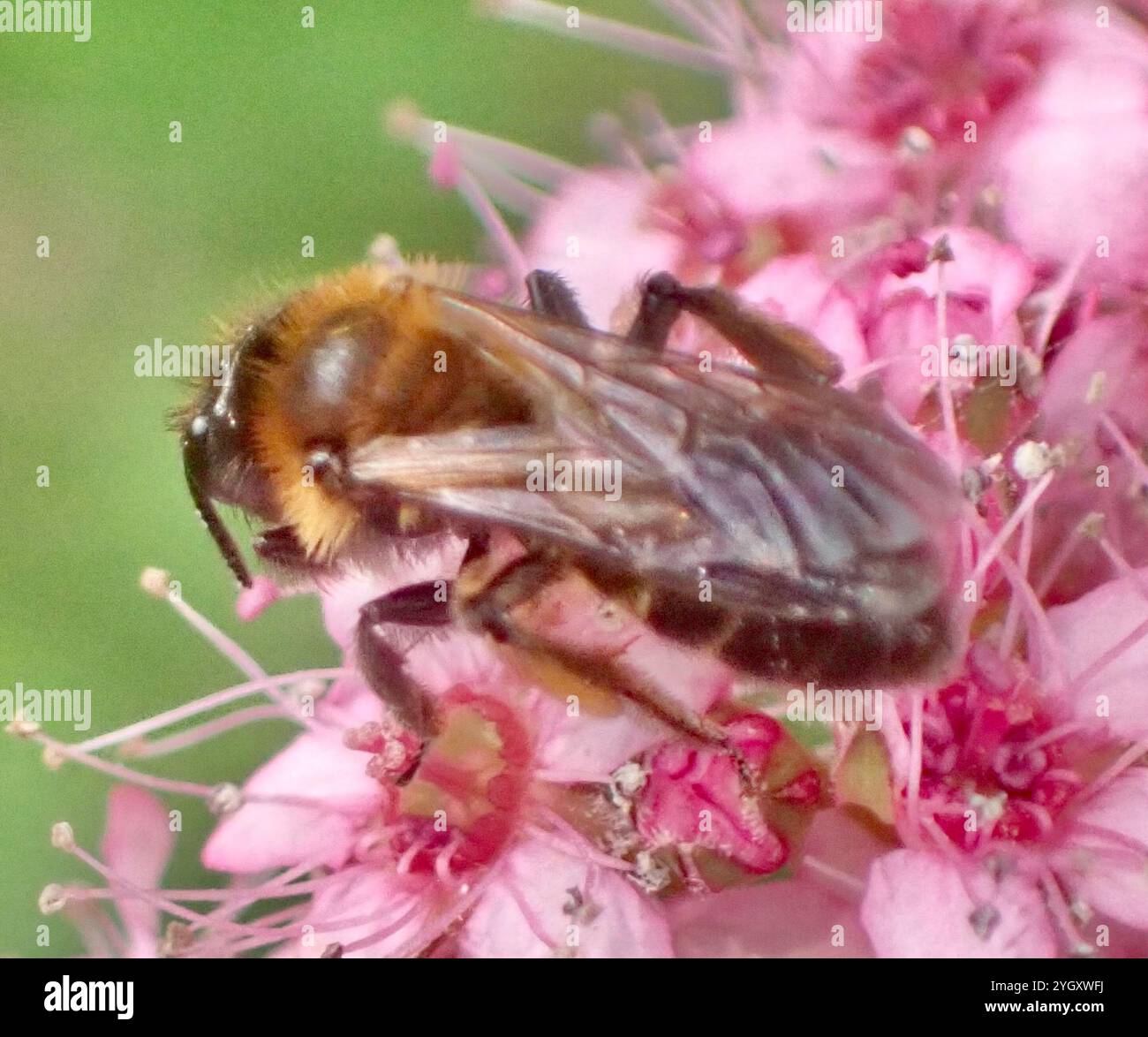 Mining Bees (Andrena Stock Photo - Alamy