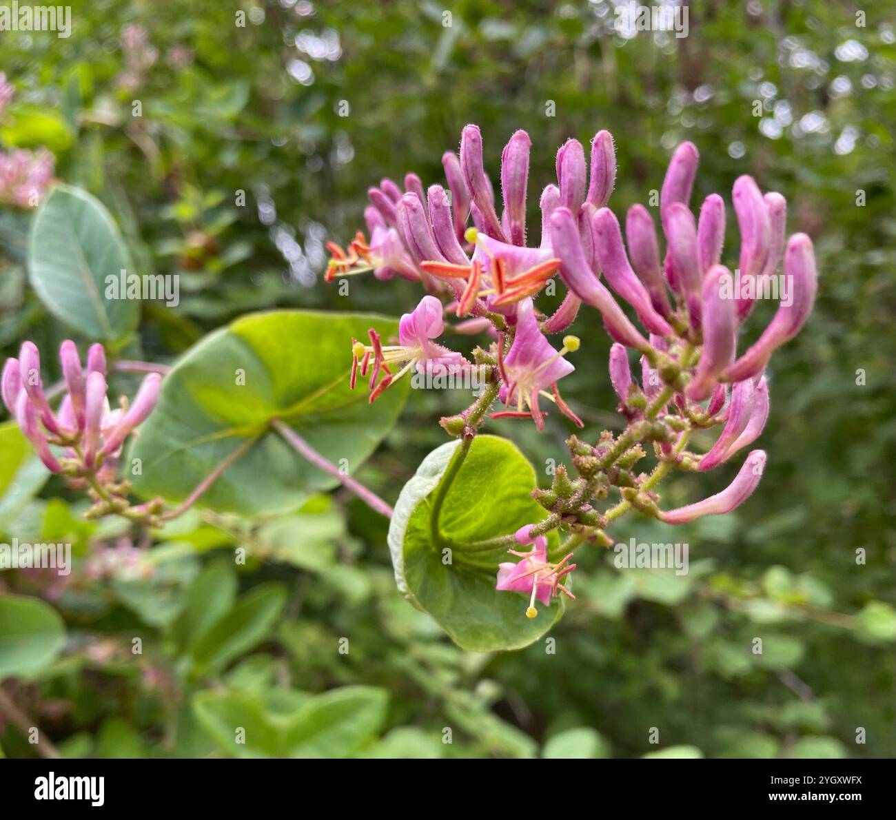 Pink Honeysuckle (Lonicera hispidula Stock Photo - Alamy