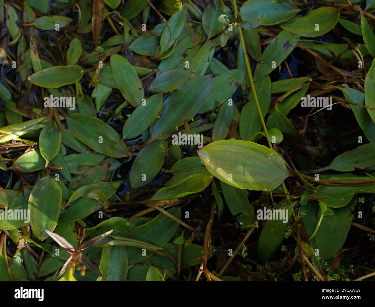 floating-leaved pondweed (Potamogeton natans Stock Photo - Alamy