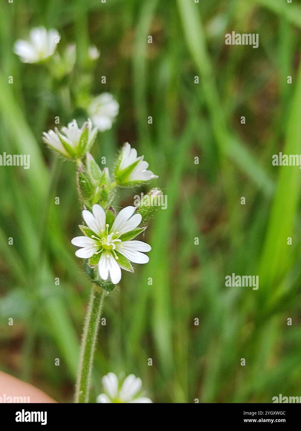 Common mouse-ear chickweed (Cerastium fontanum Stock Photo - Alamy