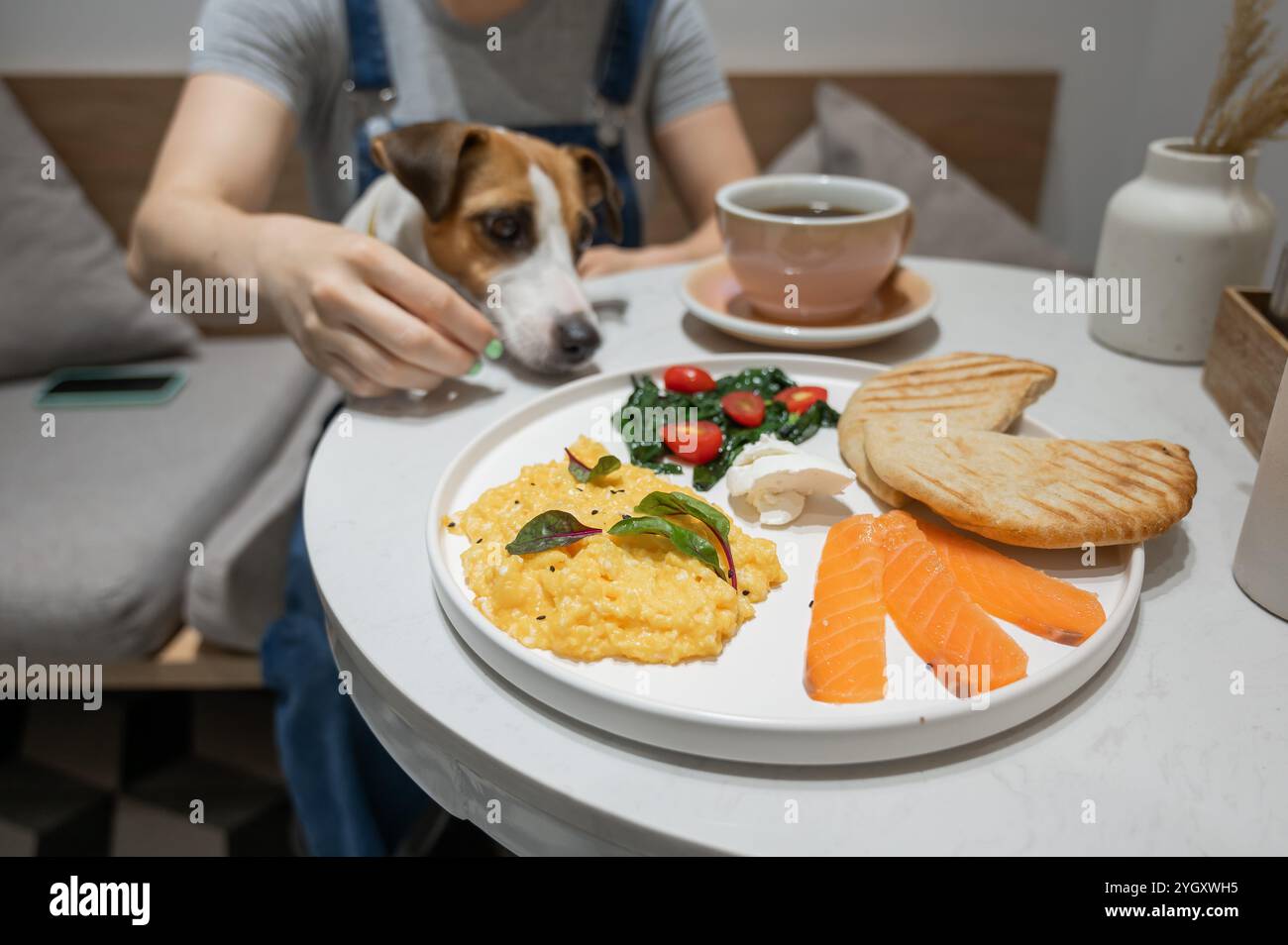 Jack Russell sits on the lap of the hostess in a cafe and looks at a ...