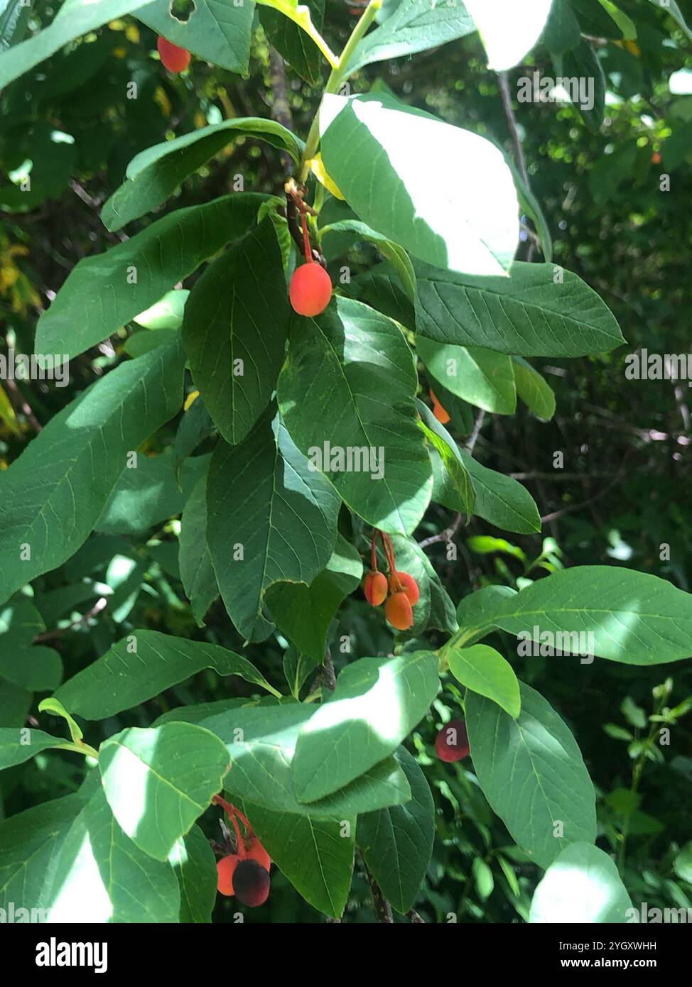 Osoberry hi-res stock photography and images - Alamy