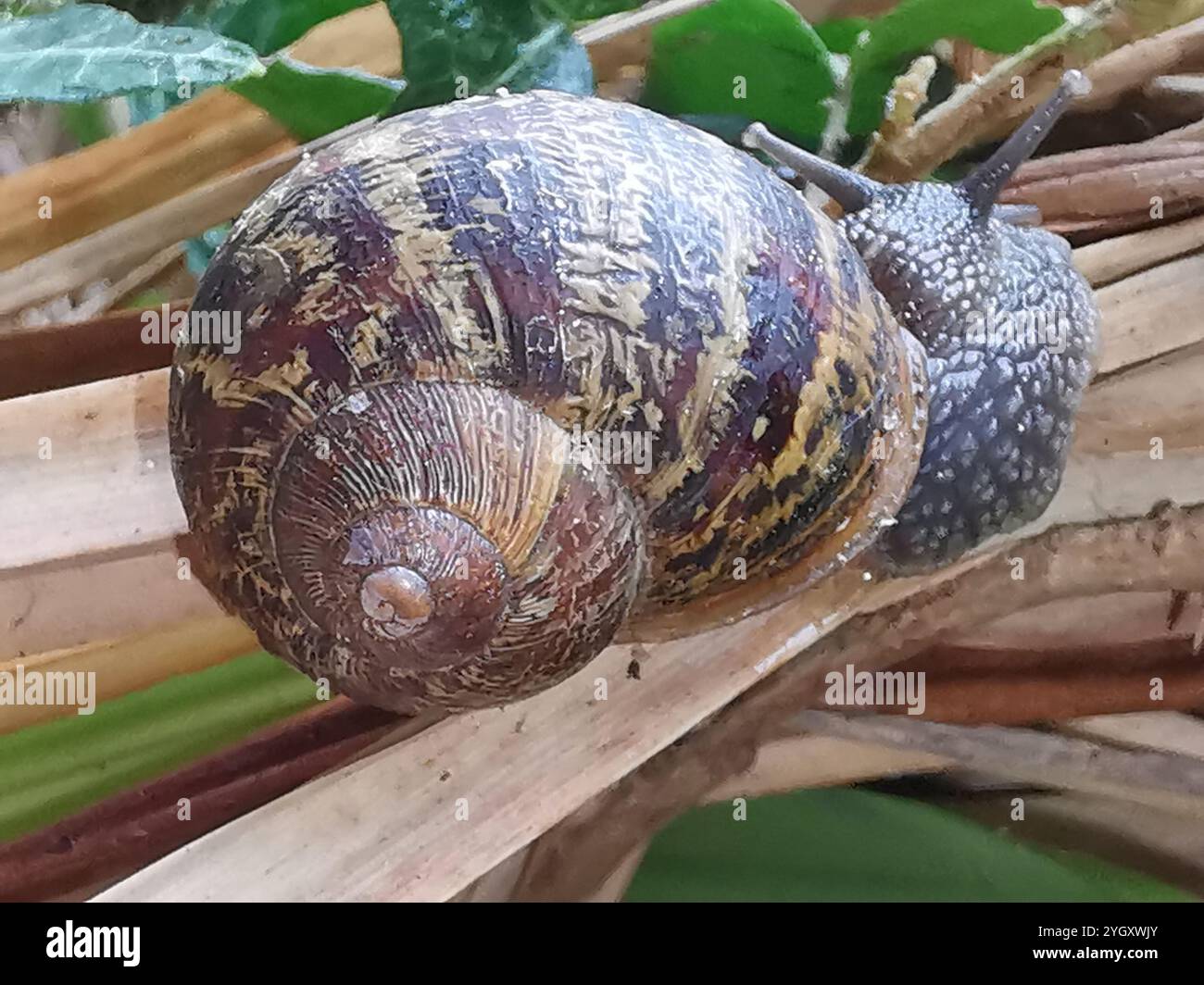Garden Snail (Cornu aspersum Stock Photo - Alamy