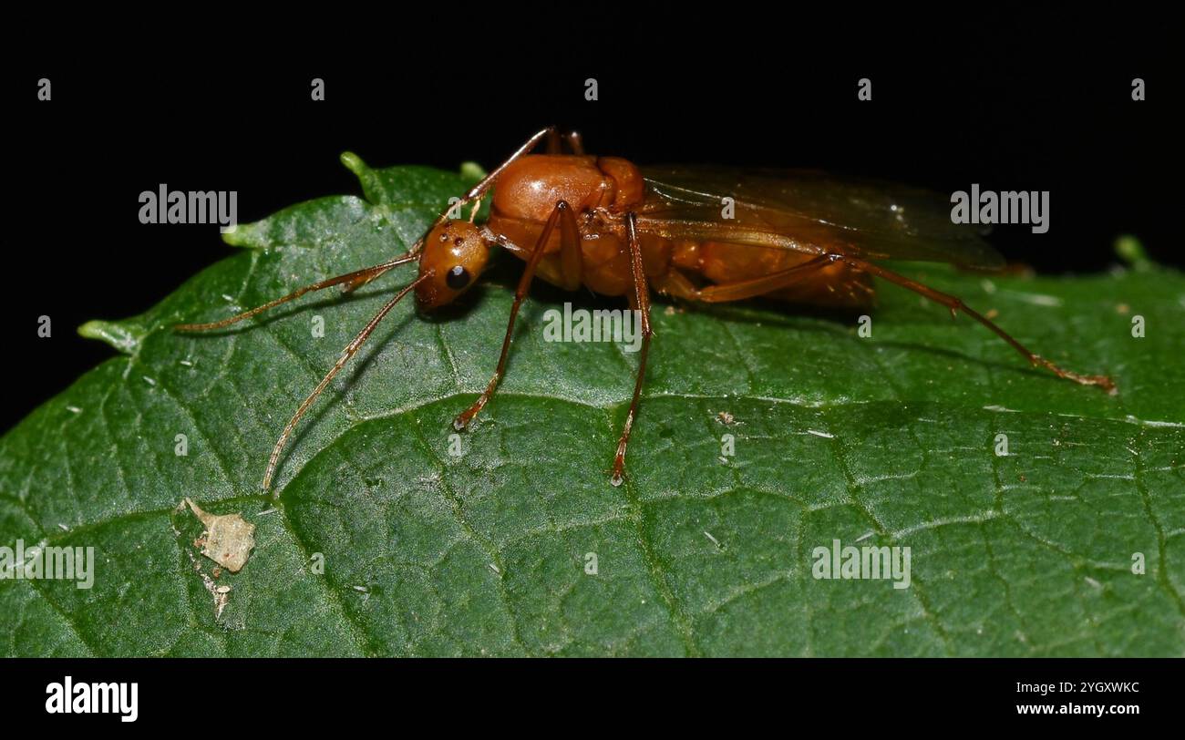 Chestnut Carpenter Ant (Camponotus castaneus Stock Photo - Alamy