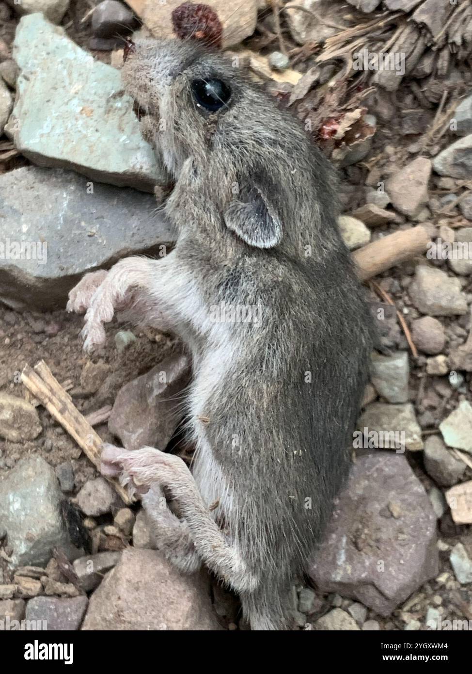 Western Deer Mouse (Peromyscus sonoriensis Stock Photo - Alamy