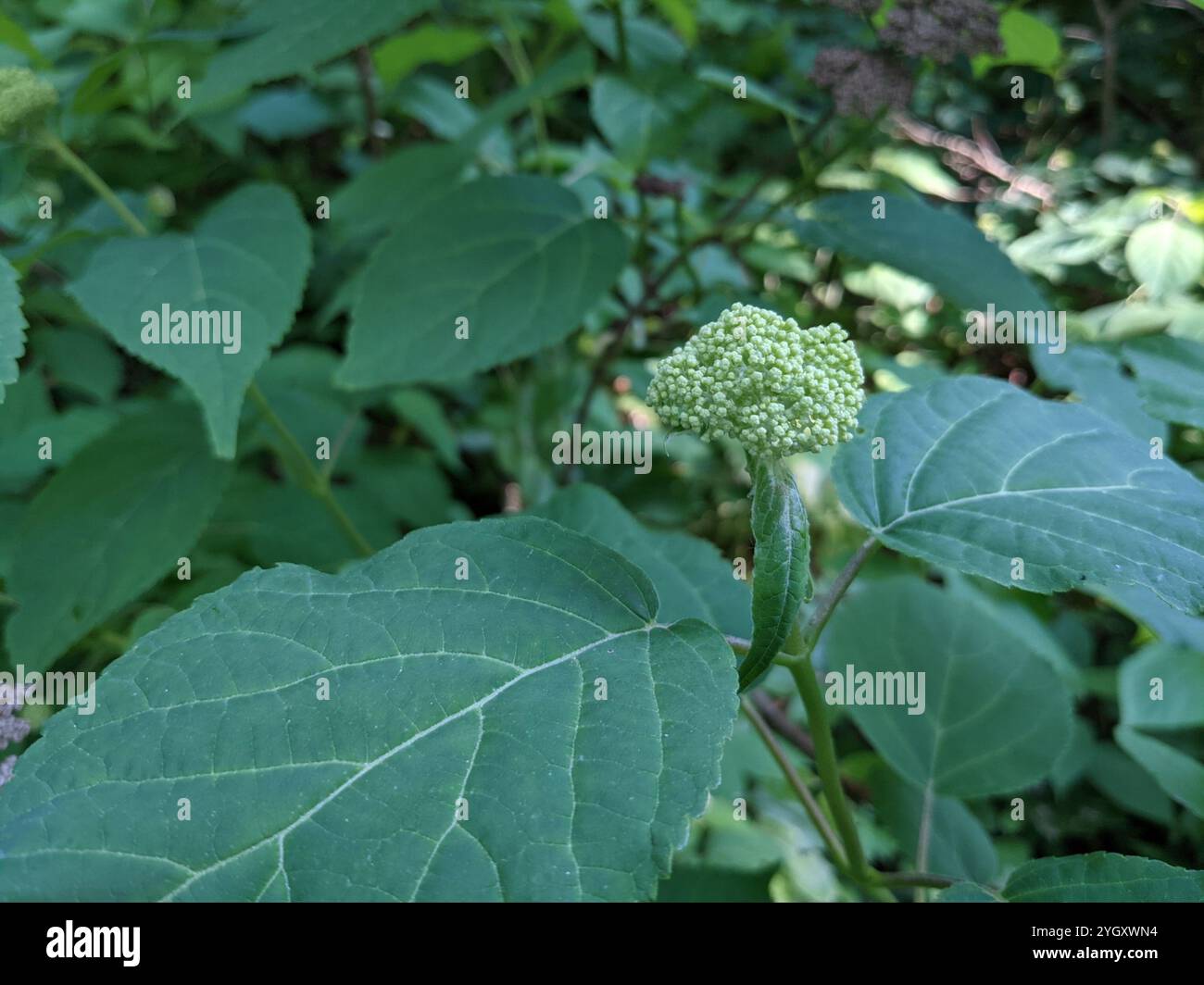 wild hydrangea (Hydrangea arborescens Stock Photo - Alamy