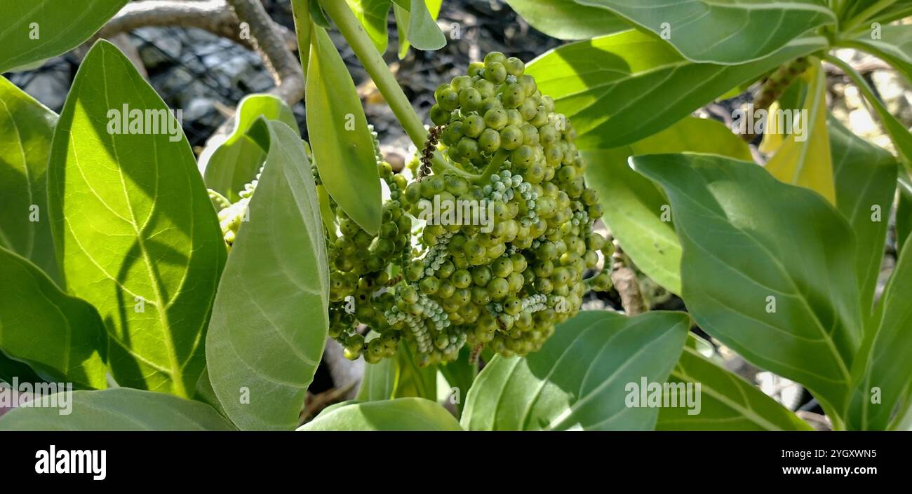 tree heliotrope (Heliotropium arboreum Stock Photo - Alamy