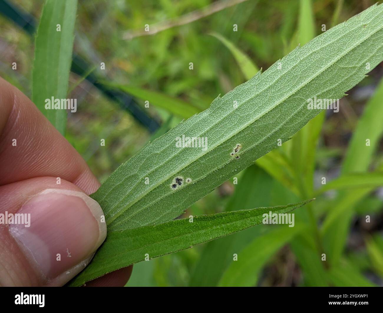 Carbonifera goldenrod gall midge (Asteromyia carbonifera Stock Photo ...