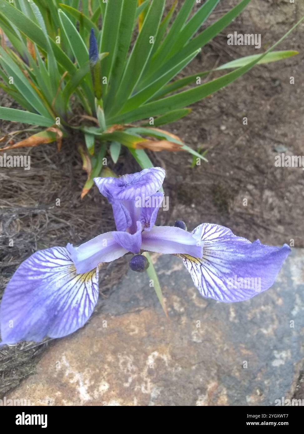 northern blue flag (Iris versicolor Stock Photo - Alamy