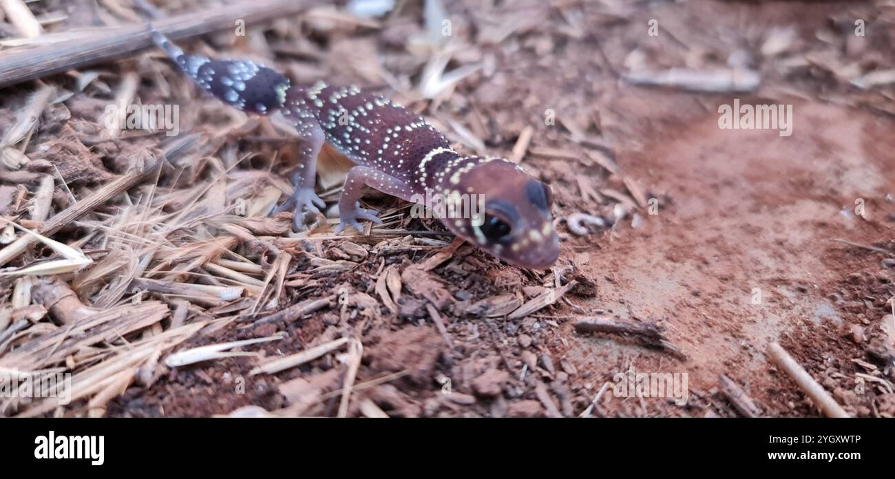 Thick-tailed Barking Gecko (Underwoodisaurus milii Stock Photo - Alamy