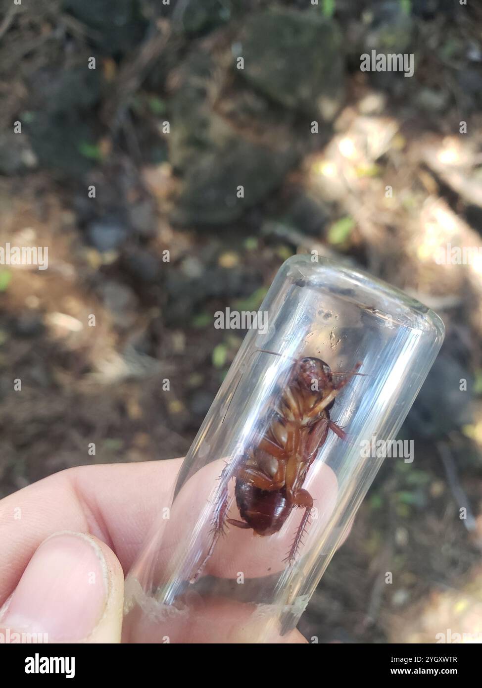 Australian Cockroach (Periplaneta australasiae Stock Photo - Alamy