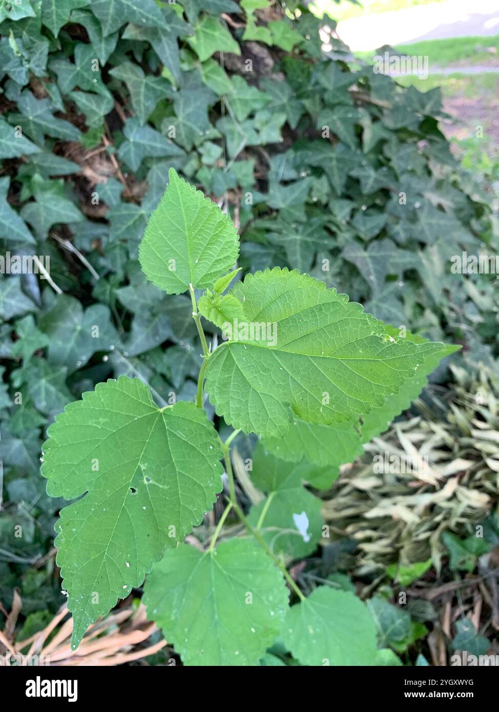 mulberry and fig family (Moraceae Stock Photo - Alamy