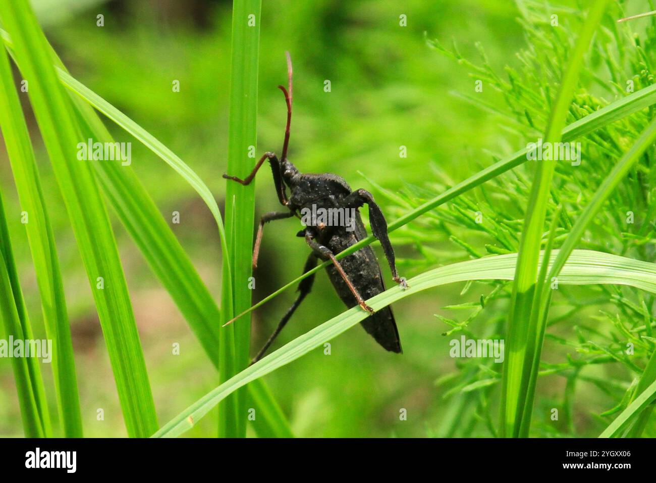 Florida Leaf-footed Bug (Acanthocephala femorata Stock Photo - Alamy