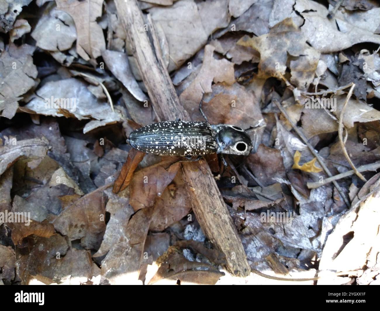 Eastern Eyed Click Beetle (Alaus oculatus Stock Photo - Alamy