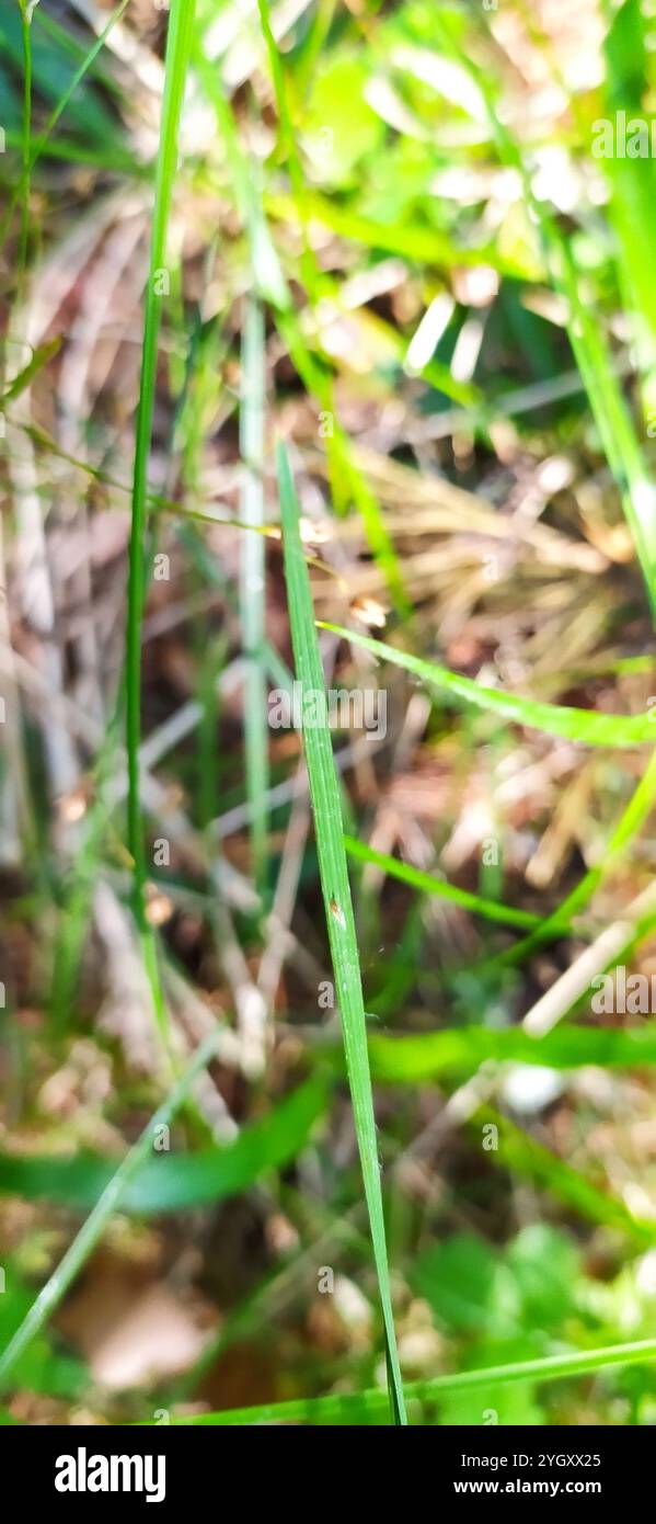 tufted hair grass (Deschampsia cespitosa Stock Photo - Alamy
