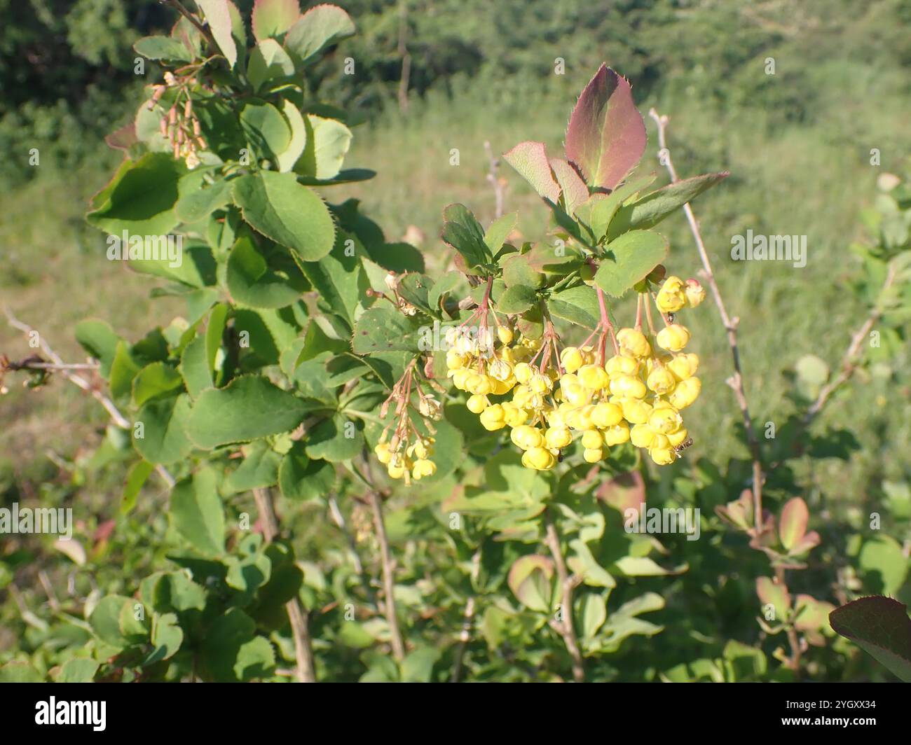 European barberry (Berberis vulgaris Stock Photo - Alamy