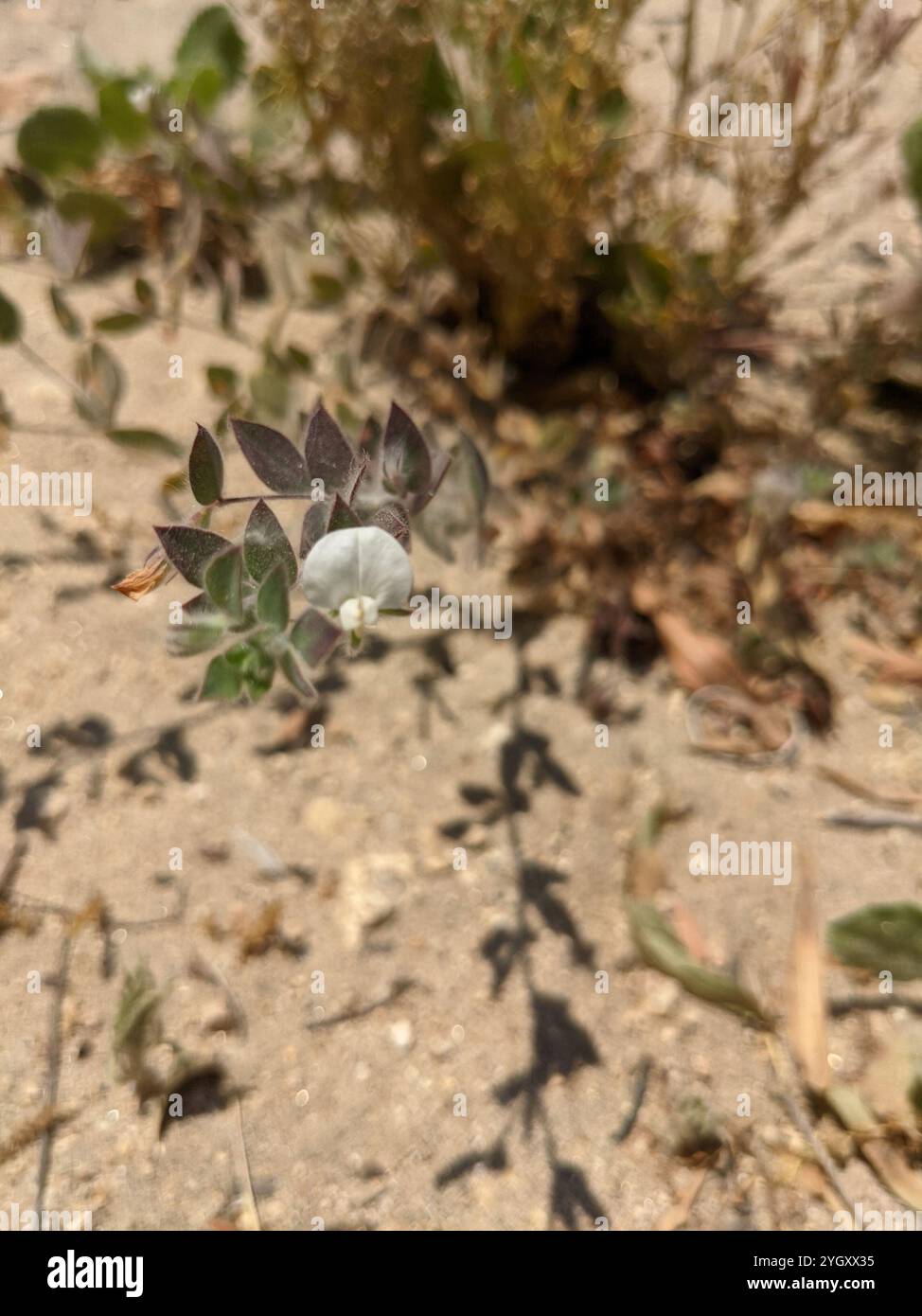 Spanish clover (Acmispon americanus Stock Photo - Alamy
