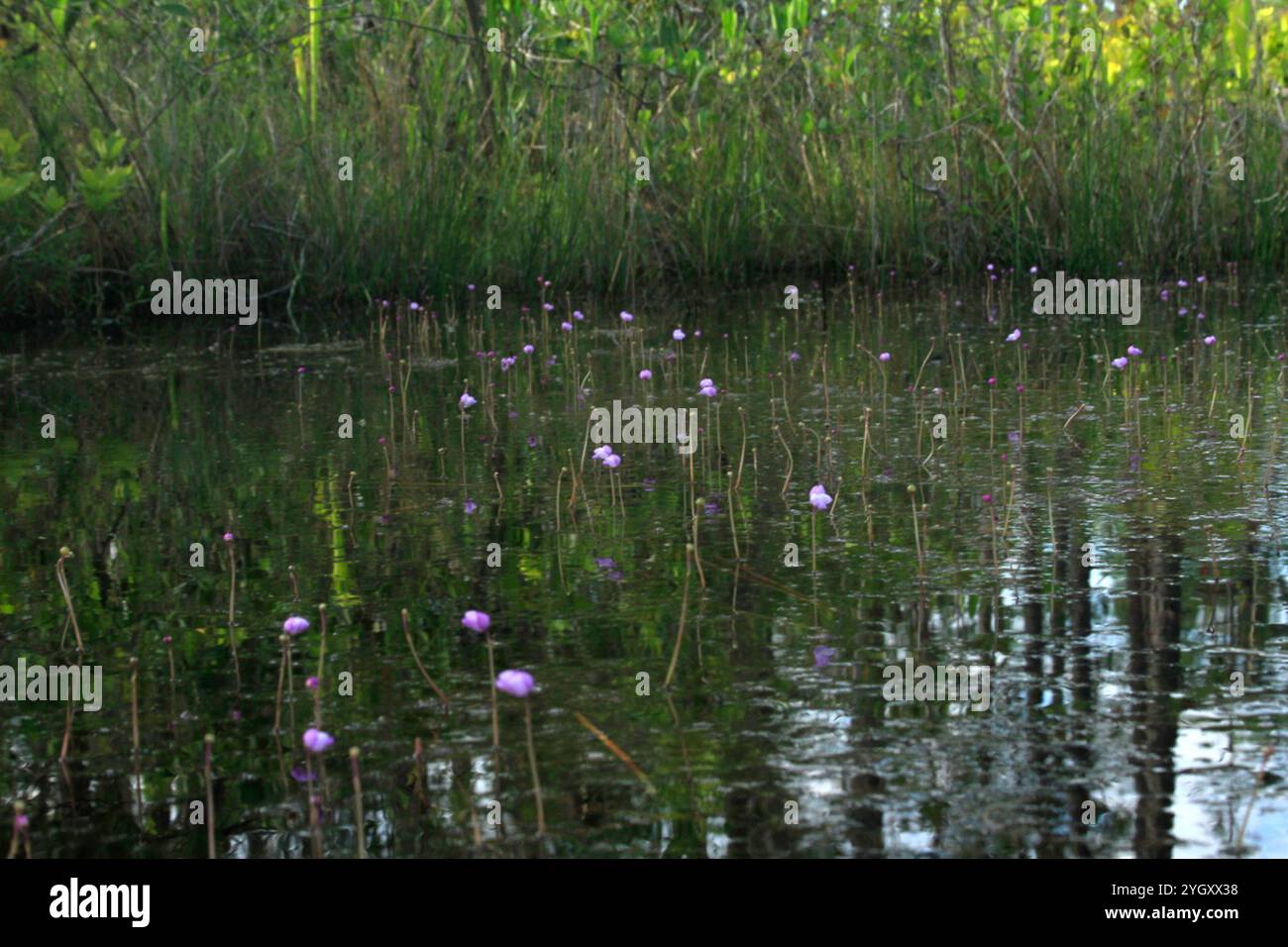 Purple Bladderwort (Utricularia purpurea Stock Photo - Alamy