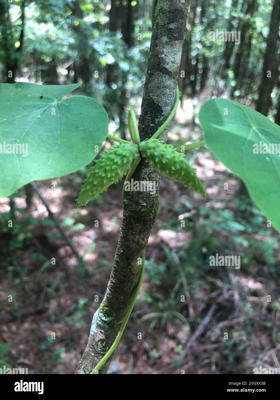 Carolina climbing-milkweed (Matelea carolinensis Stock Photo - Alamy