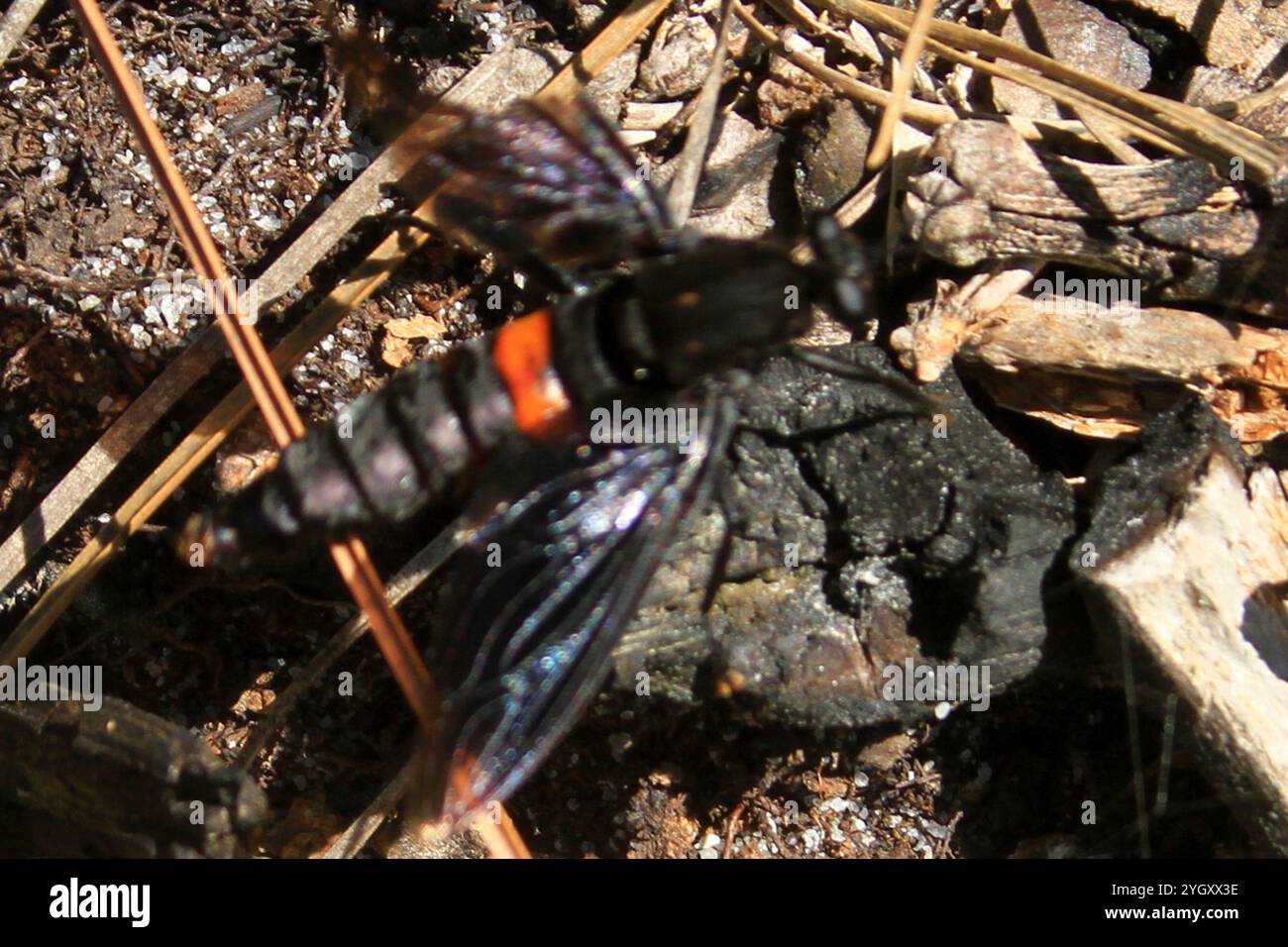 Mydas fly hi-res stock photography and images - Alamy
