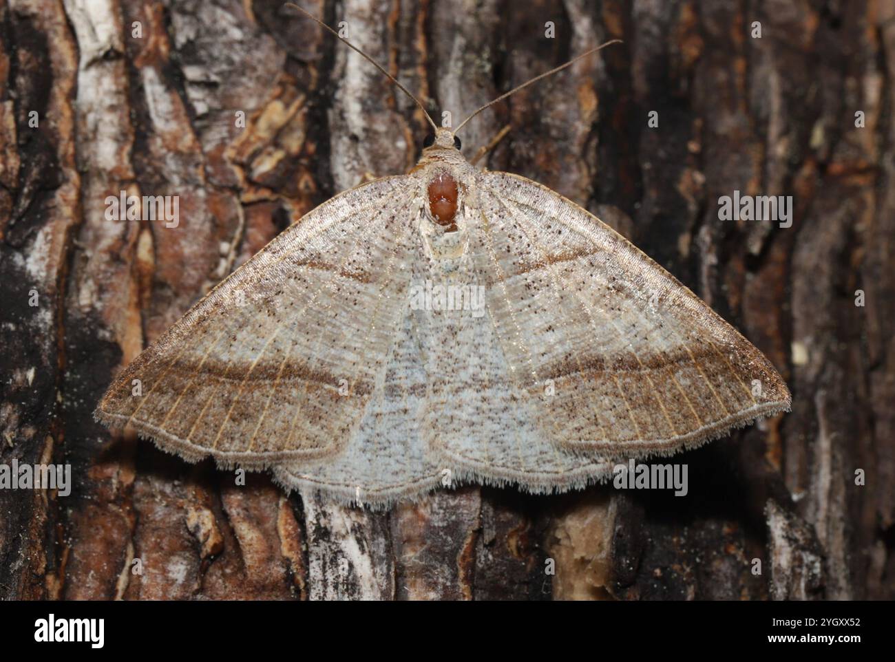 Northern Petrophora Moth (Petrophora subaequaria Stock Photo - Alamy