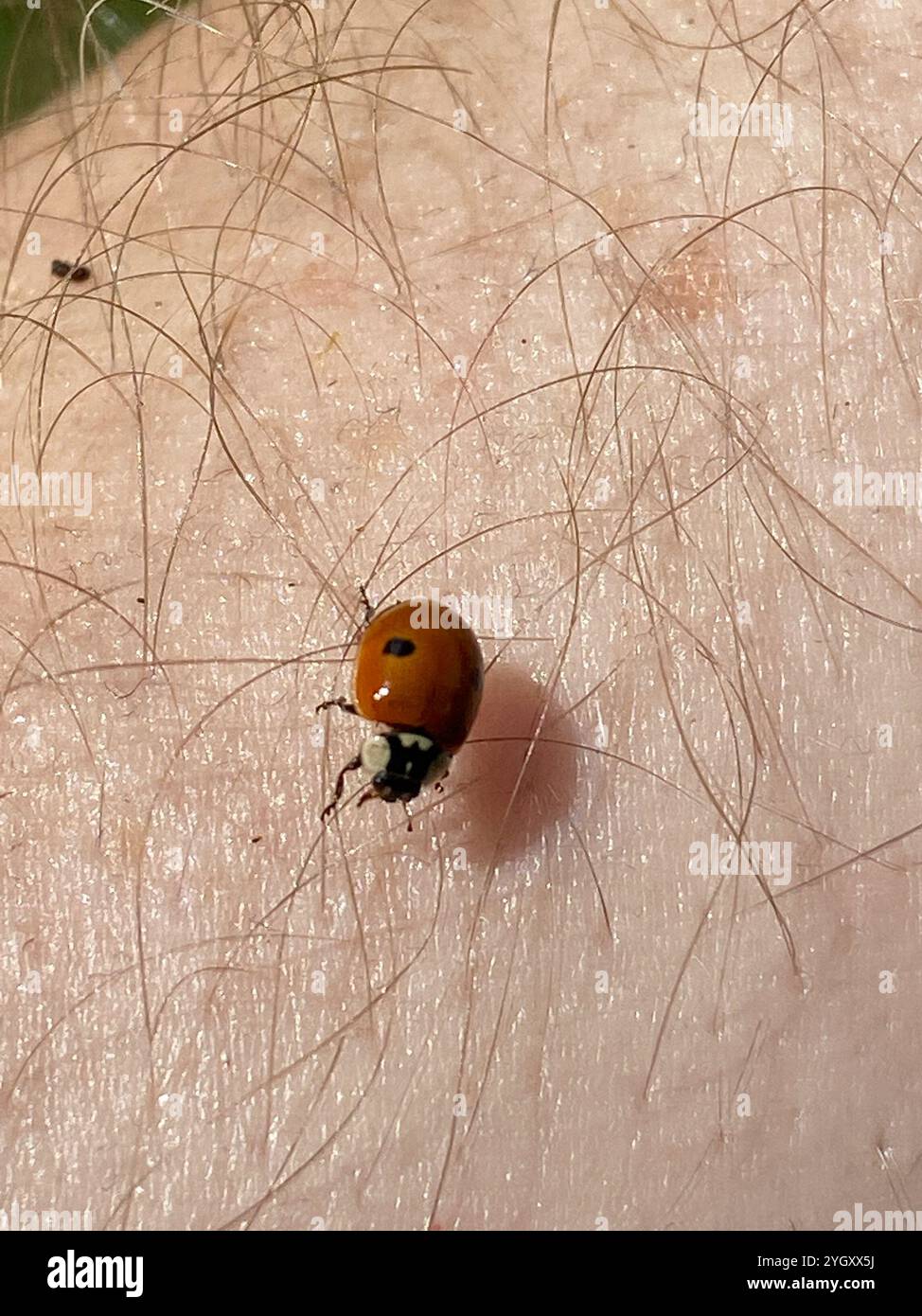 Two-spotted Lady Beetle (Adalia bipunctata Stock Photo - Alamy
