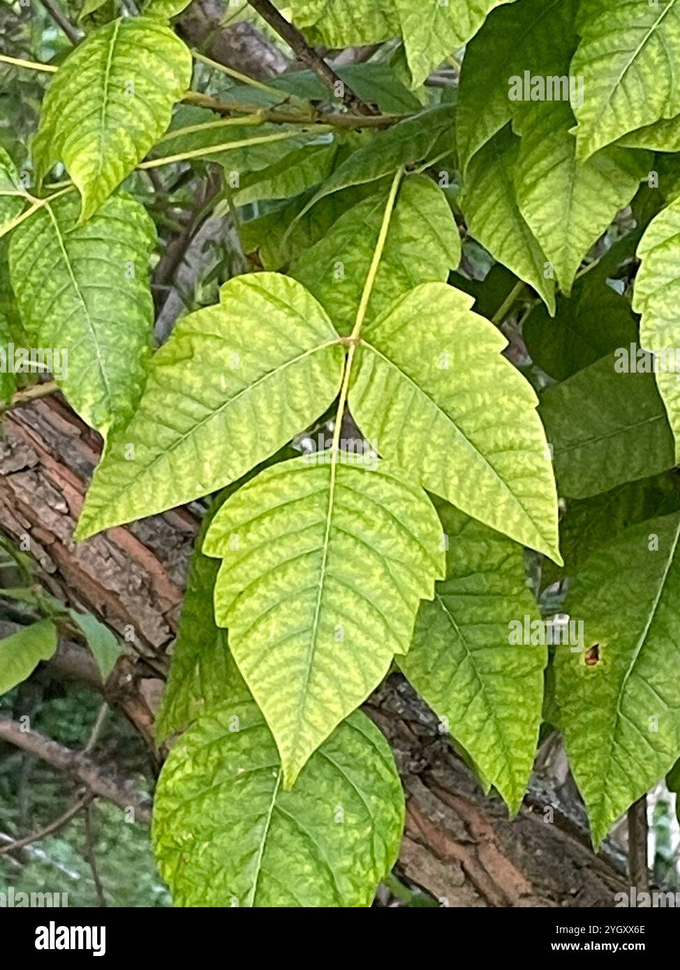 eastern poison ivy (Toxicodendron radicans Stock Photo - Alamy