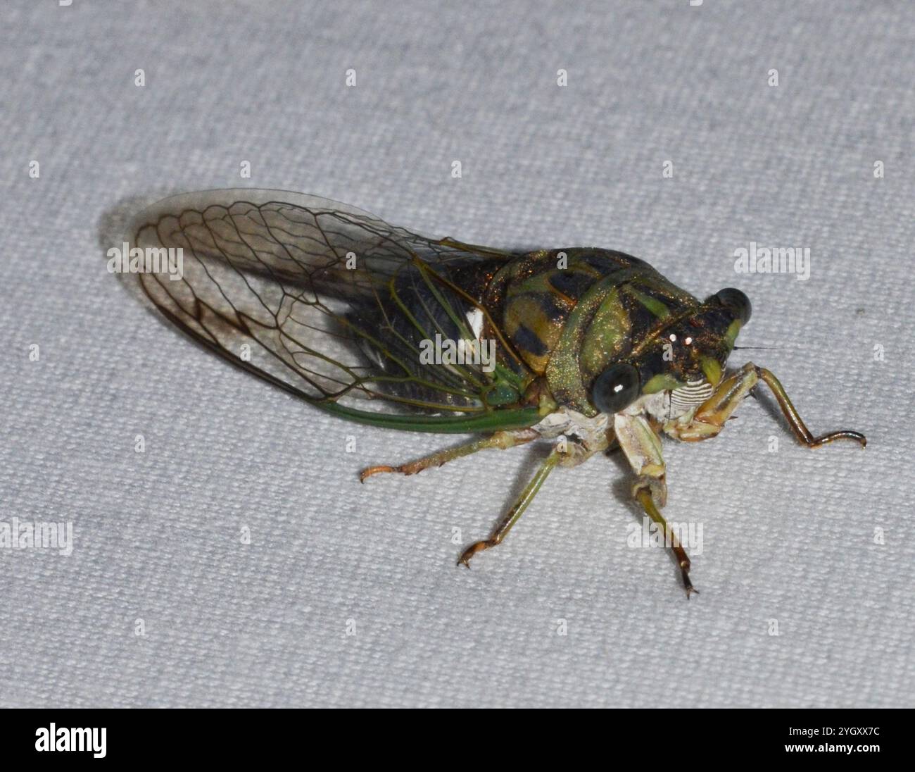 Scissor Grinder (Neotibicen pruinosus Stock Photo - Alamy