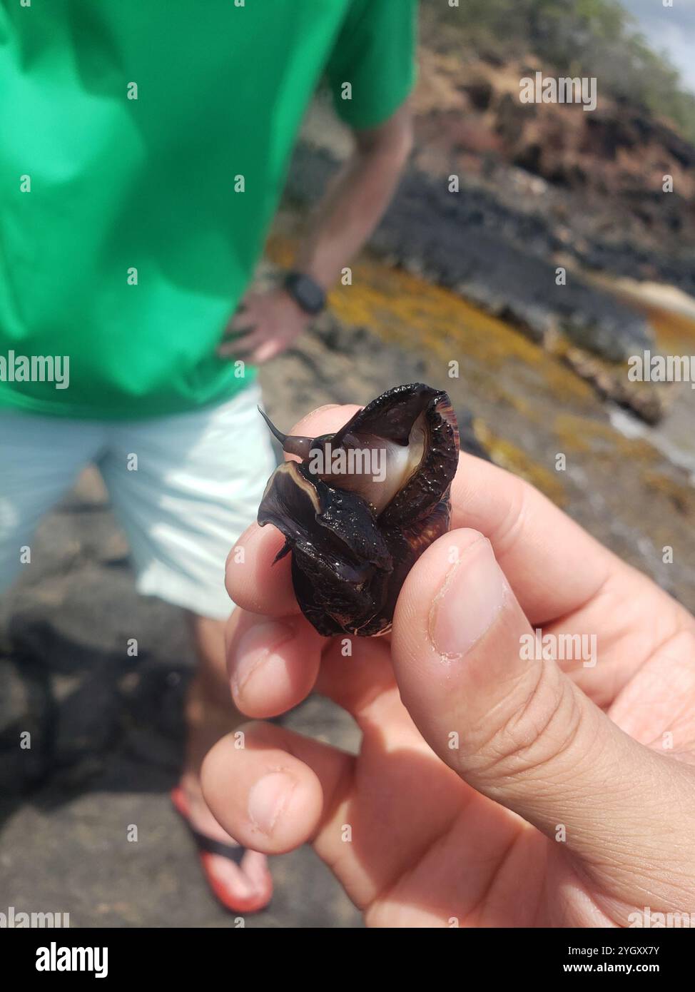 Humpback Cowry (Mauritia mauritiana Stock Photo - Alamy