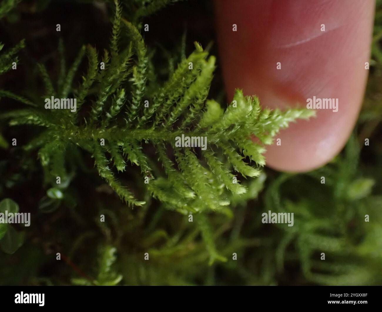 Oregon Beaked Moss (Kindbergia oregana Stock Photo - Alamy