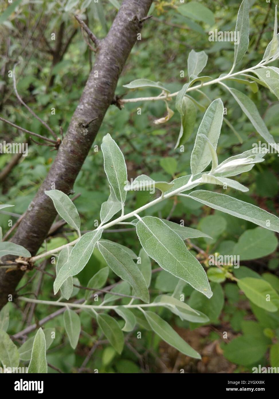 Russian olive (Elaeagnus angustifolia Stock Photo - Alamy