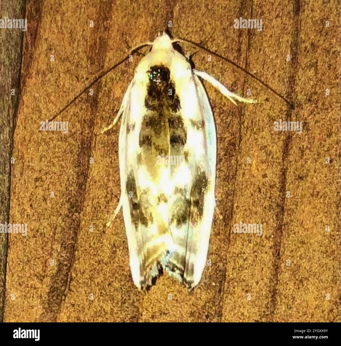 Schlaeger's Fruitworm Moth (Antaeotricha schlaegeri Stock Photo - Alamy