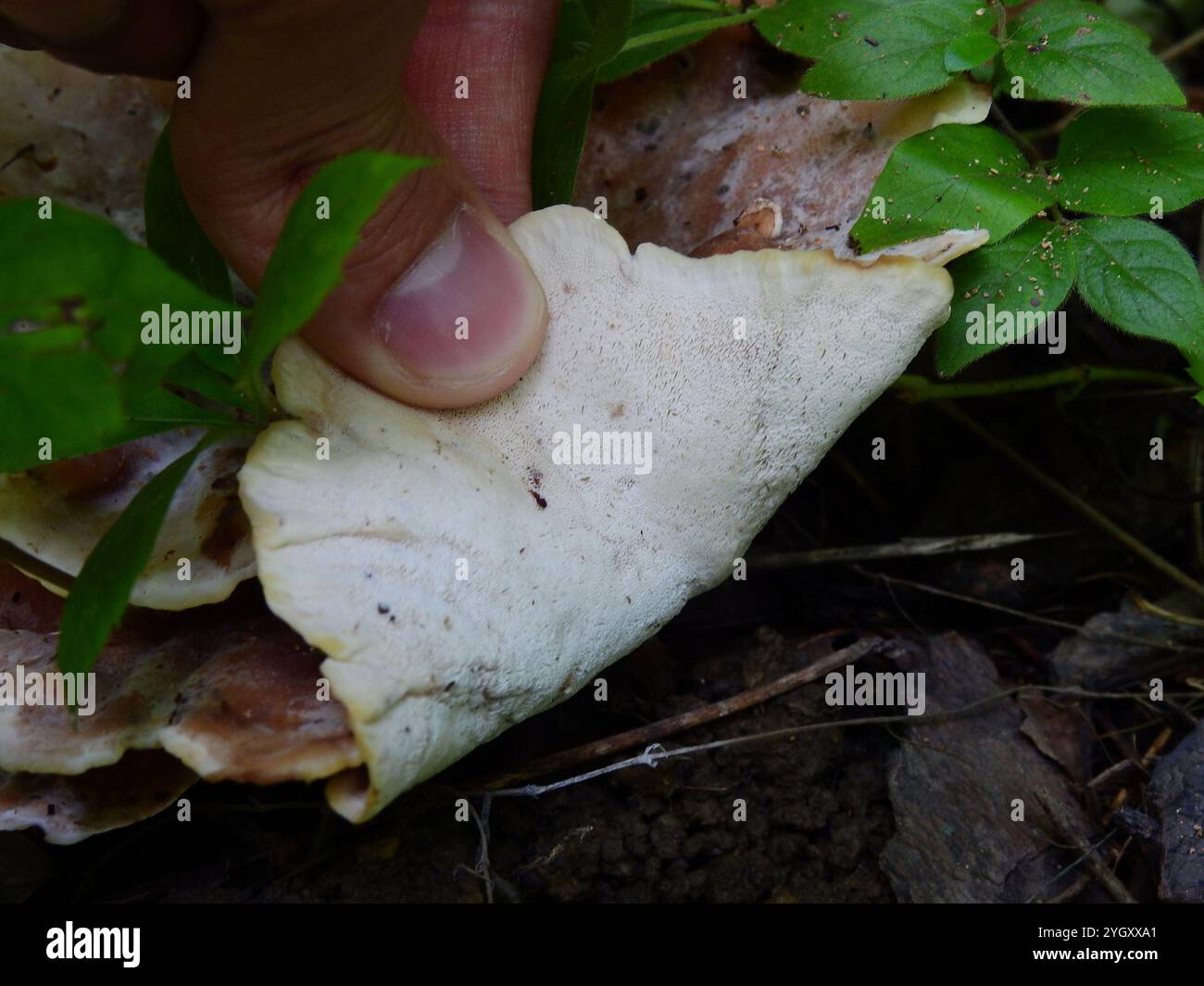 Blushing Rosette (Abortiporus biennis Stock Photo - Alamy